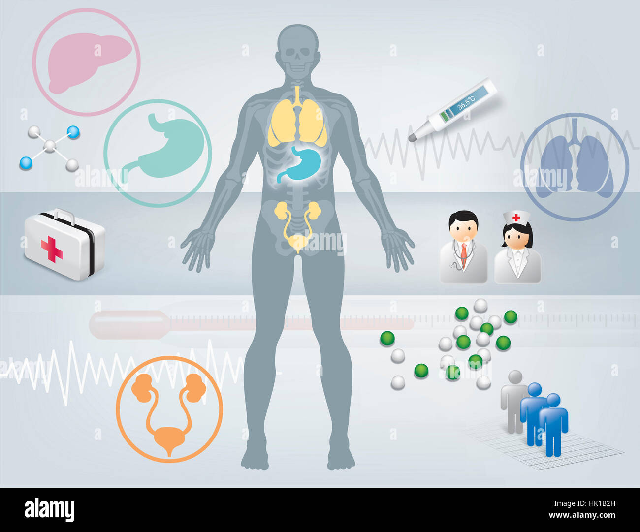 Real human liver hi-res stock photography and images - Alamy