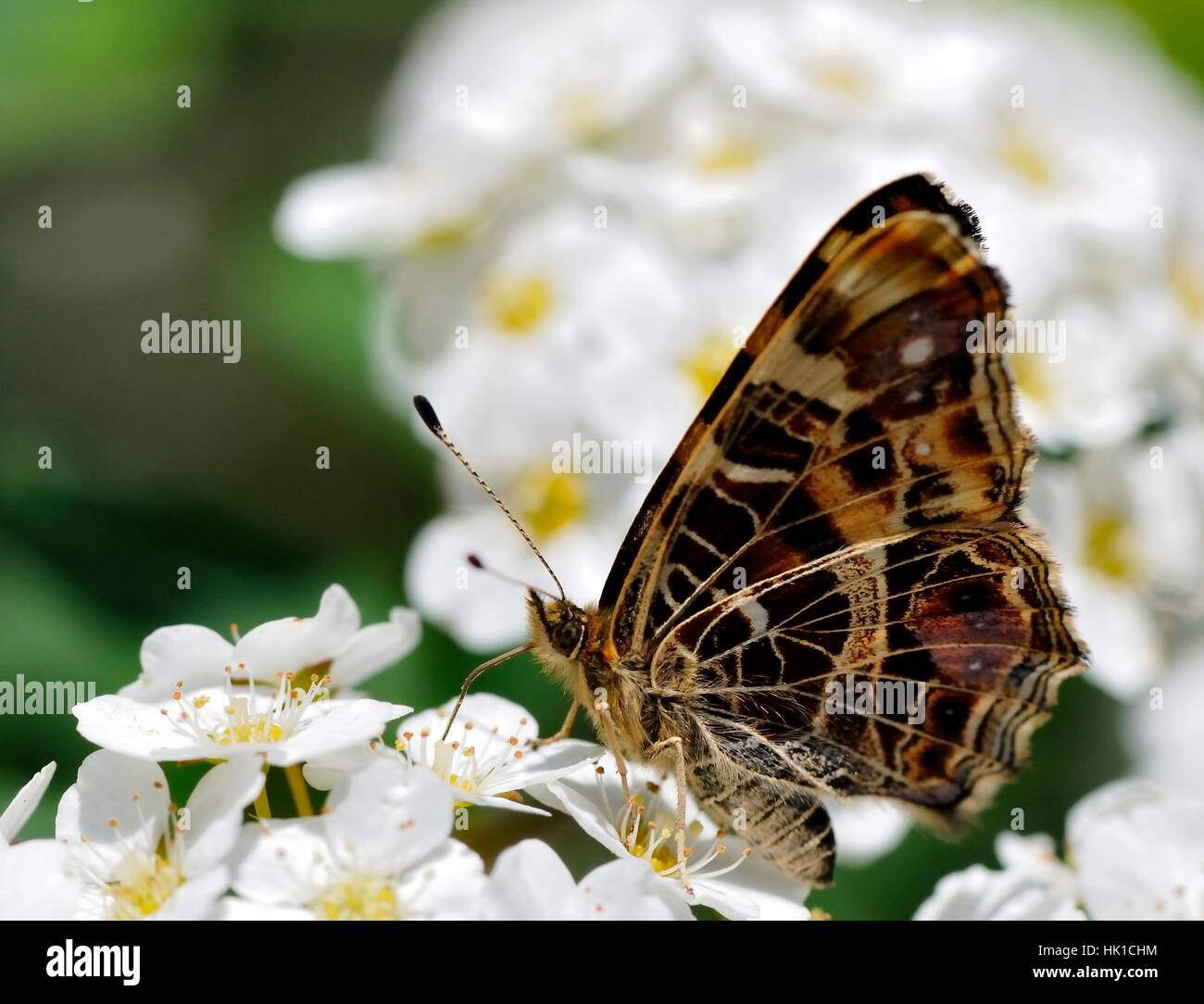 insect, butterfly, wing, antenna, insect, butterfly, wing, antenna ...