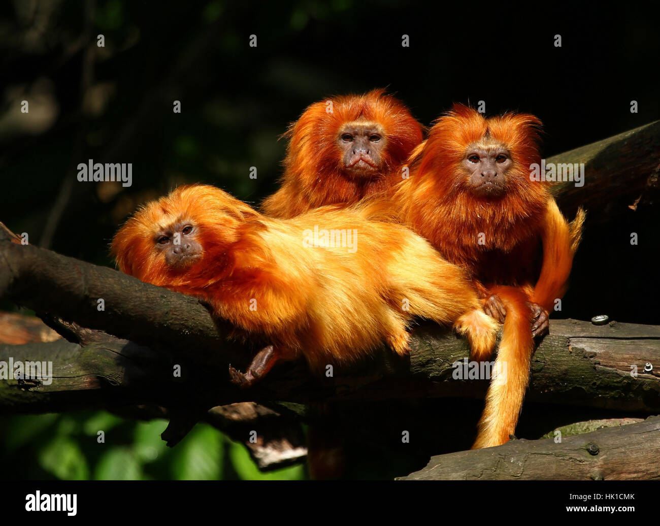 animal, mammal, monkey, trio, tree, animal, mammal, monkey, eyes, nose ...
