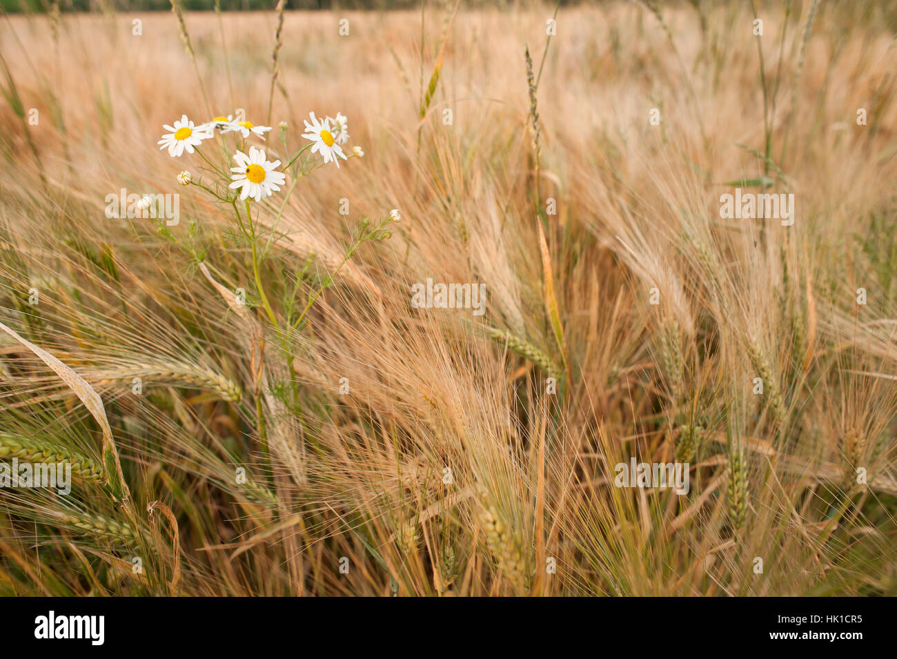 plant, agriculture, farming, field, flower, flowers, grain, corn field ...