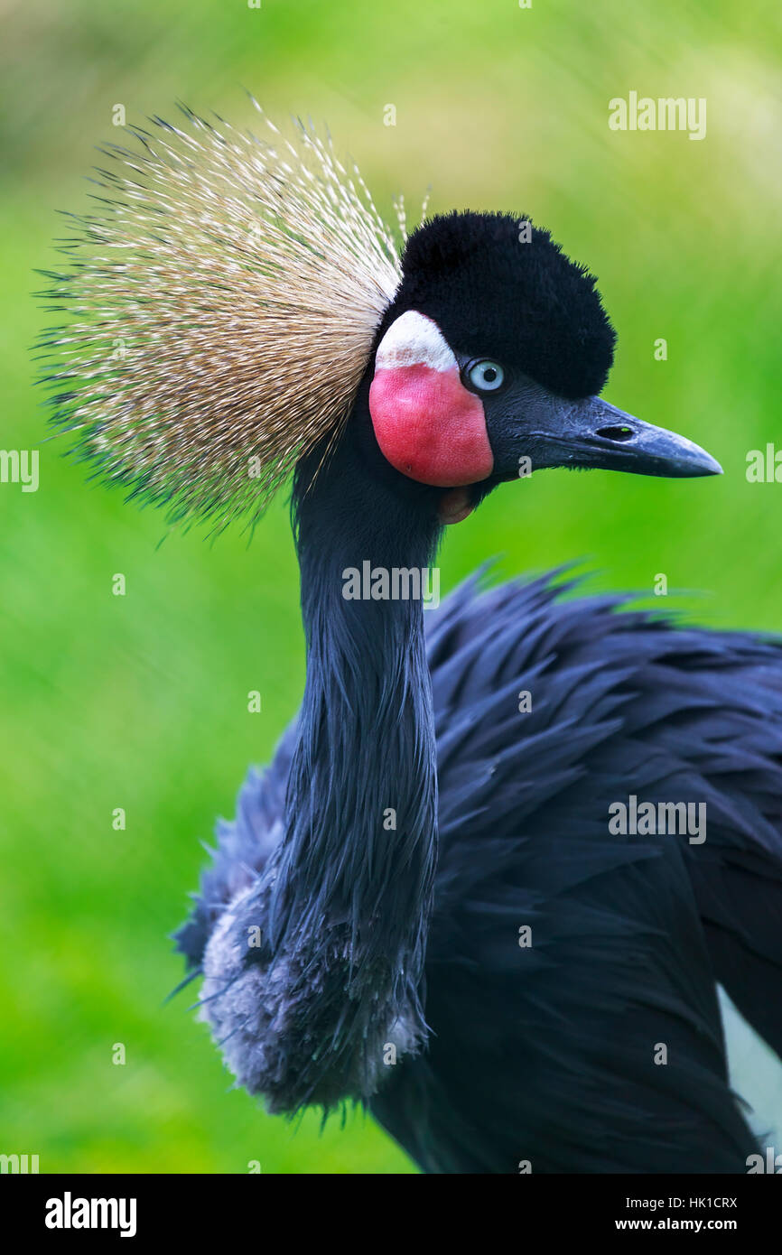 blue, park, animal, bird, green, fauna, wild, face, portrait, eye ...