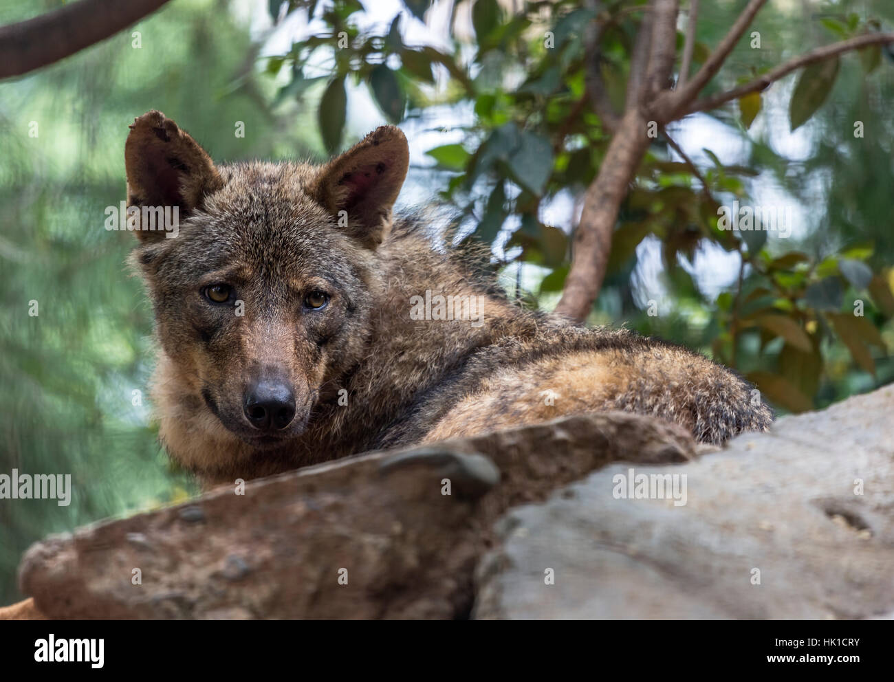 animal, mammal, wildlife, predator, wolf, alaska, pawed, canis lupus ...