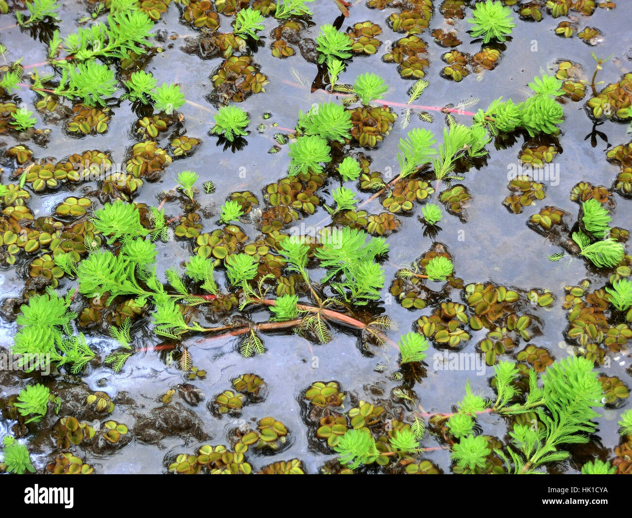 plant, green, swamp, spring, awakening, green, swamp, new, branches ...