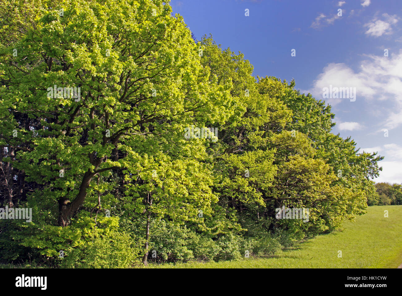 tree, trees, deciduous trees, deciduous forest, bush, forest, blue ...