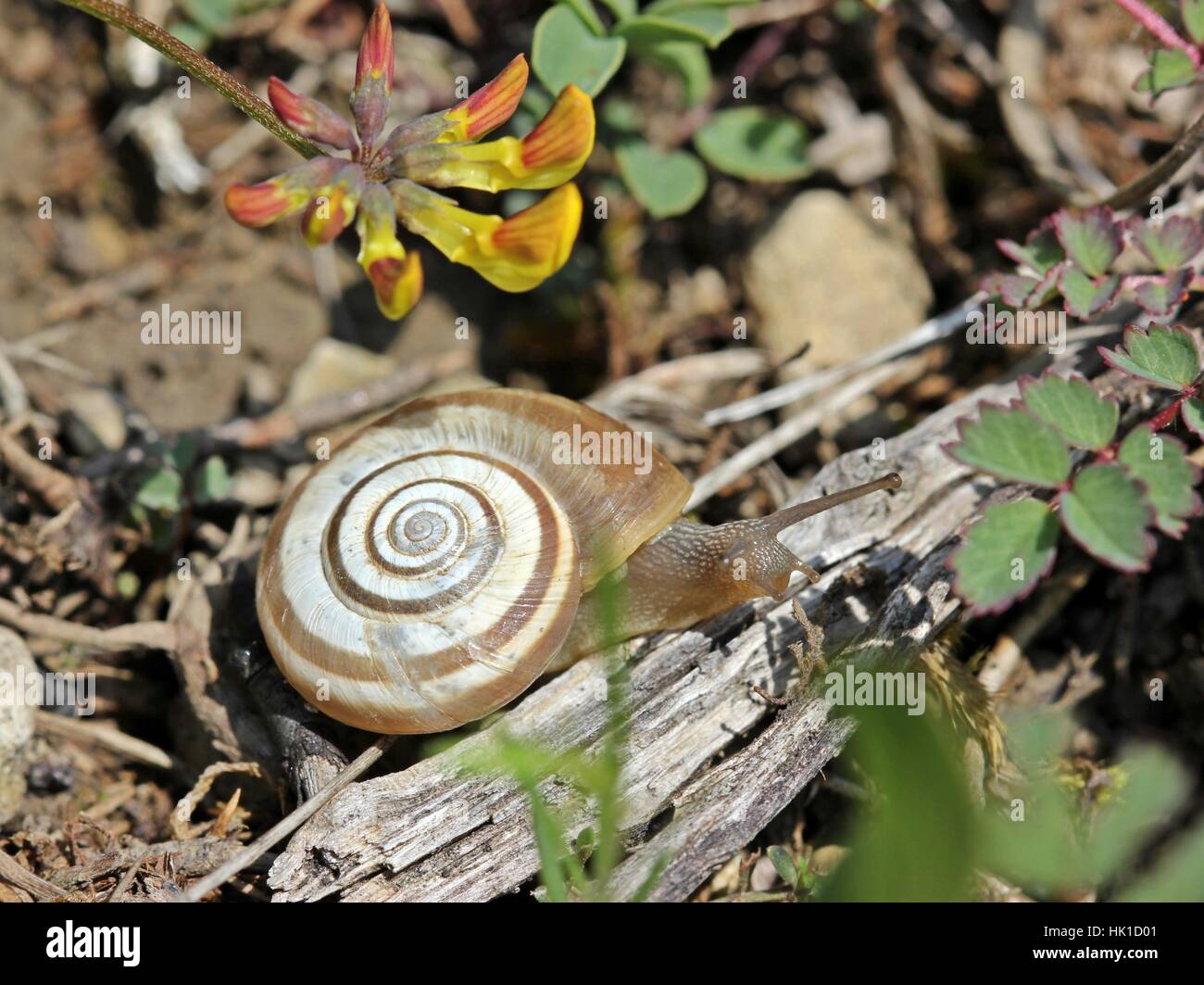 blank, european, caucasian, striated, snail, snail shell, eyes, blank ...