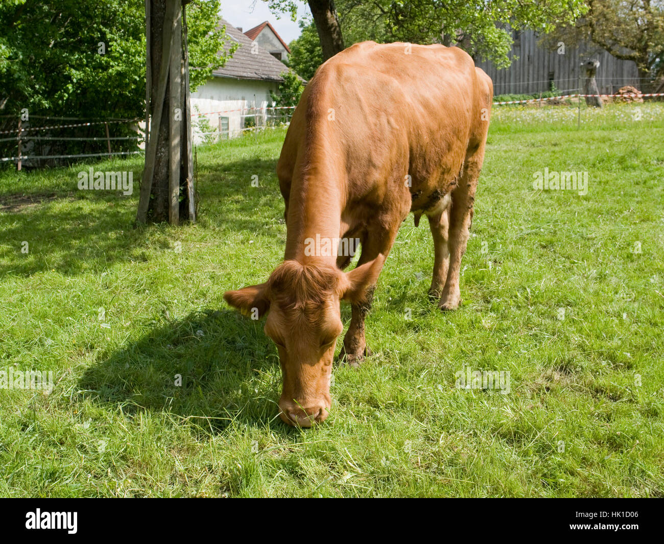 brown, brownish, brunette, cow, cattle, graze, calf, corridor ...