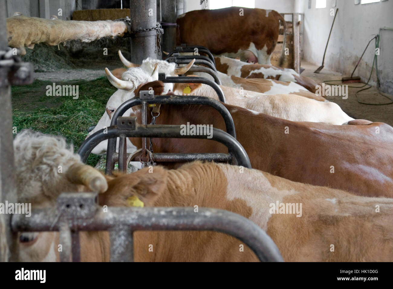 some cows inside of a cow barn in Southern Germany Stock Photo - Alamy