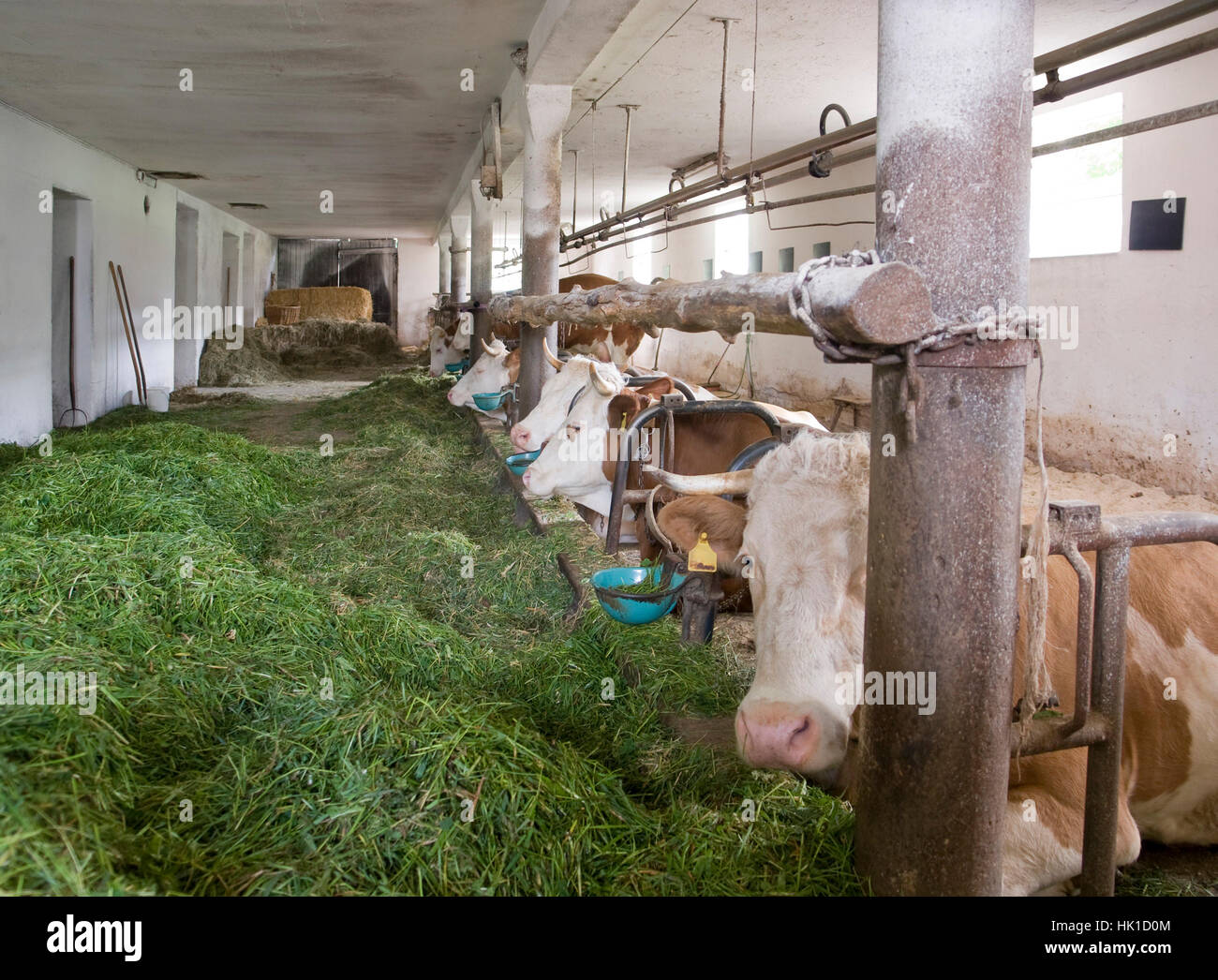 inside, cow, livestock, barn, farm, cattle, cowshed, inside, animal ...