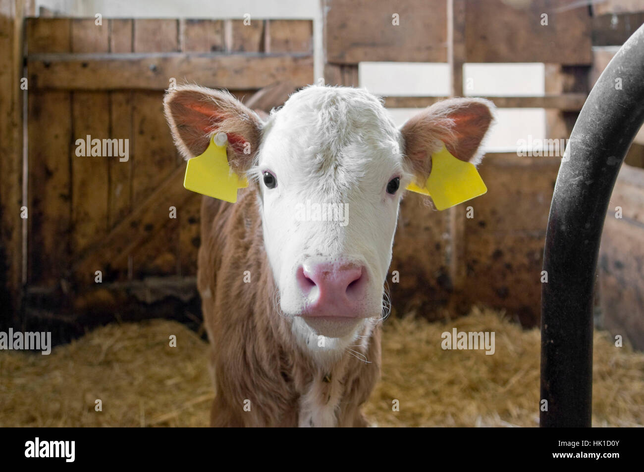 frontal shot of a calf inside of a cow barn in Southern Germany Stock ...