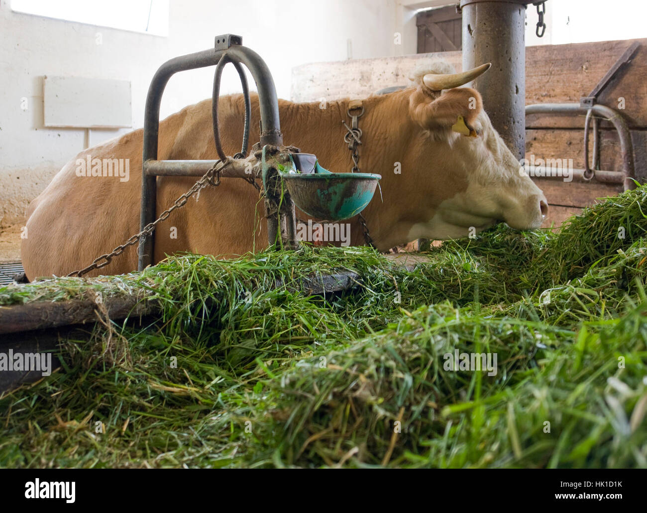 inside, cow, livestock, barn, farm, cattle, cowshed, inside, animal ...