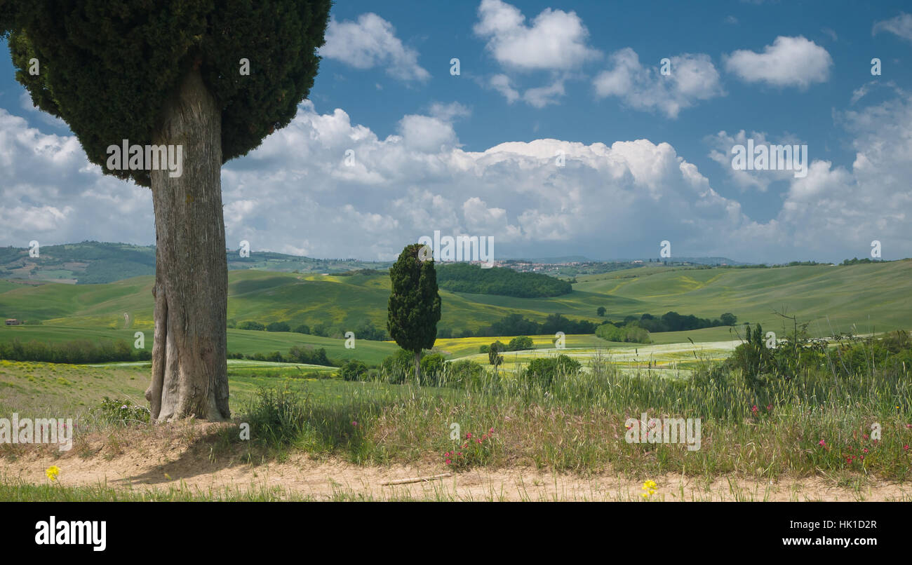 europe, evening, tuscany, dusk, cypress, farmland, scenery, countryside ... europe, evening, tuscany, dusk, cypress, farmland, scenery, countryside ...