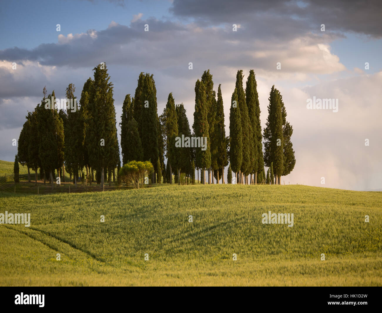 tree, trees, tuscany, sight, view, outlook, perspective, vista ...