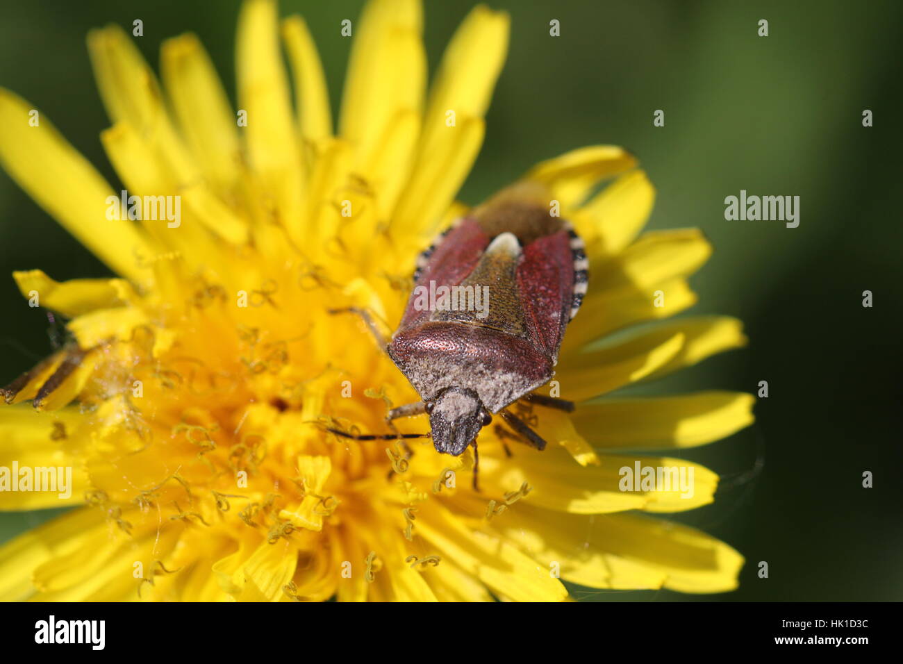 legs, flower, plant, eyes, dandelion, body, yellow, legs, insect ...