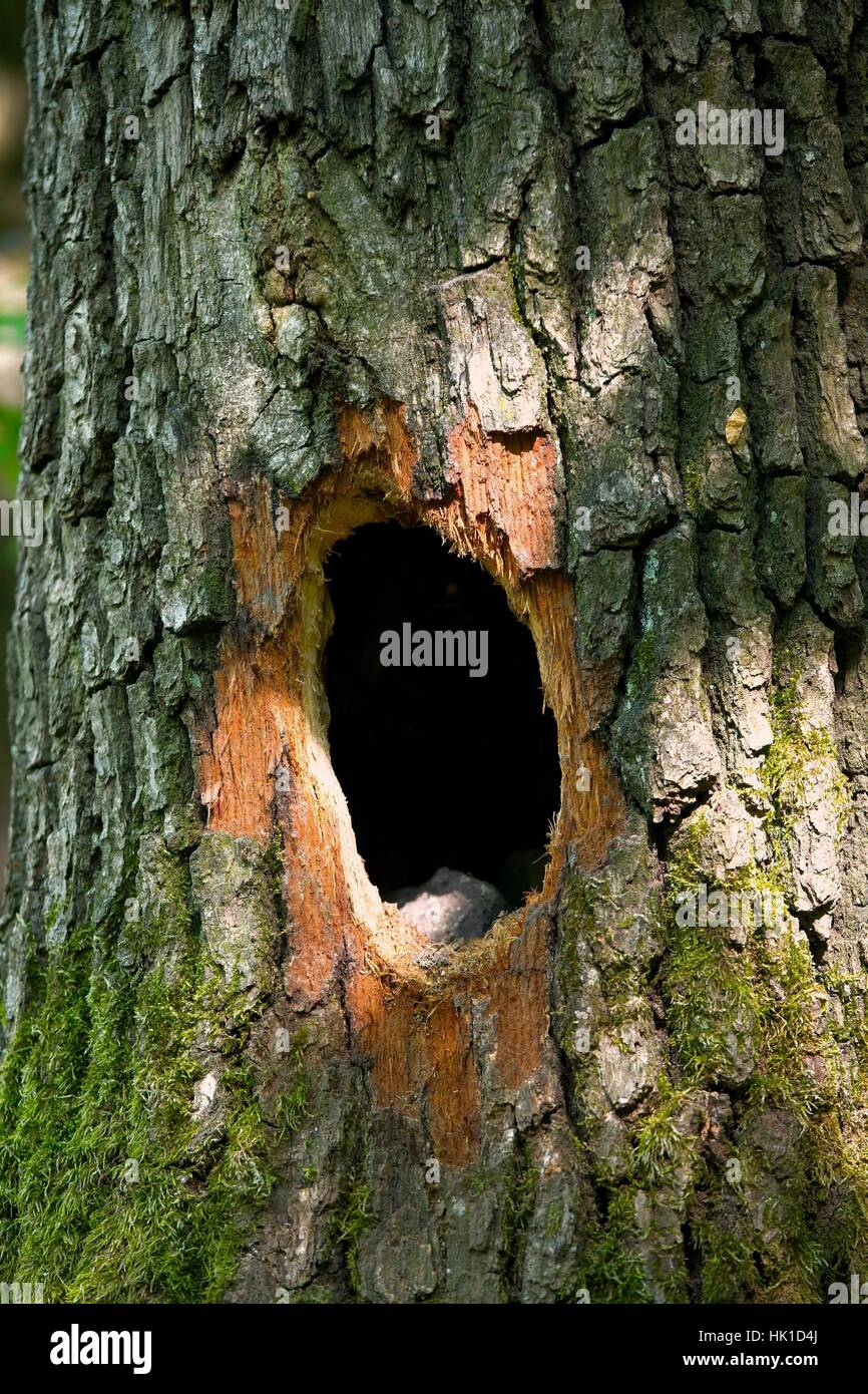 tree, winter, trunk, entrance, nest, hole, den, liar, detail ...