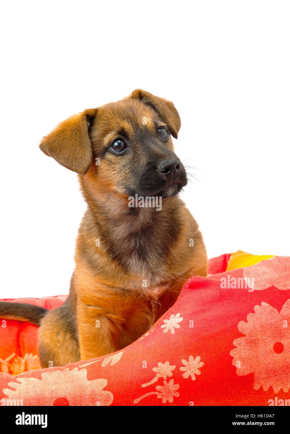 isolated, pet, sad, small, tiny, little, short, dog, puppy, maddening ...