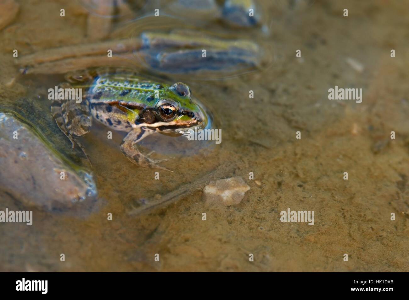 Frog waiting in the water Stock Photo - Alamy