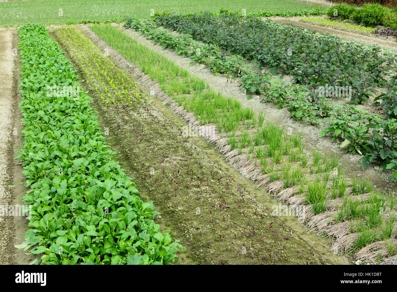 food, aliment, agricultural, ground, soil, earth, humus, agriculture ...
