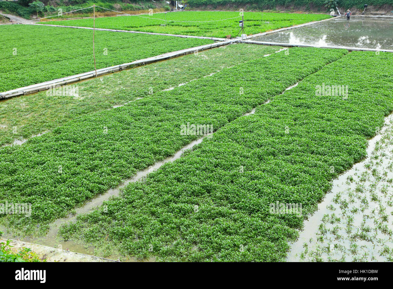 food, aliment, agricultural, ground, soil, earth, humus, agriculture ...