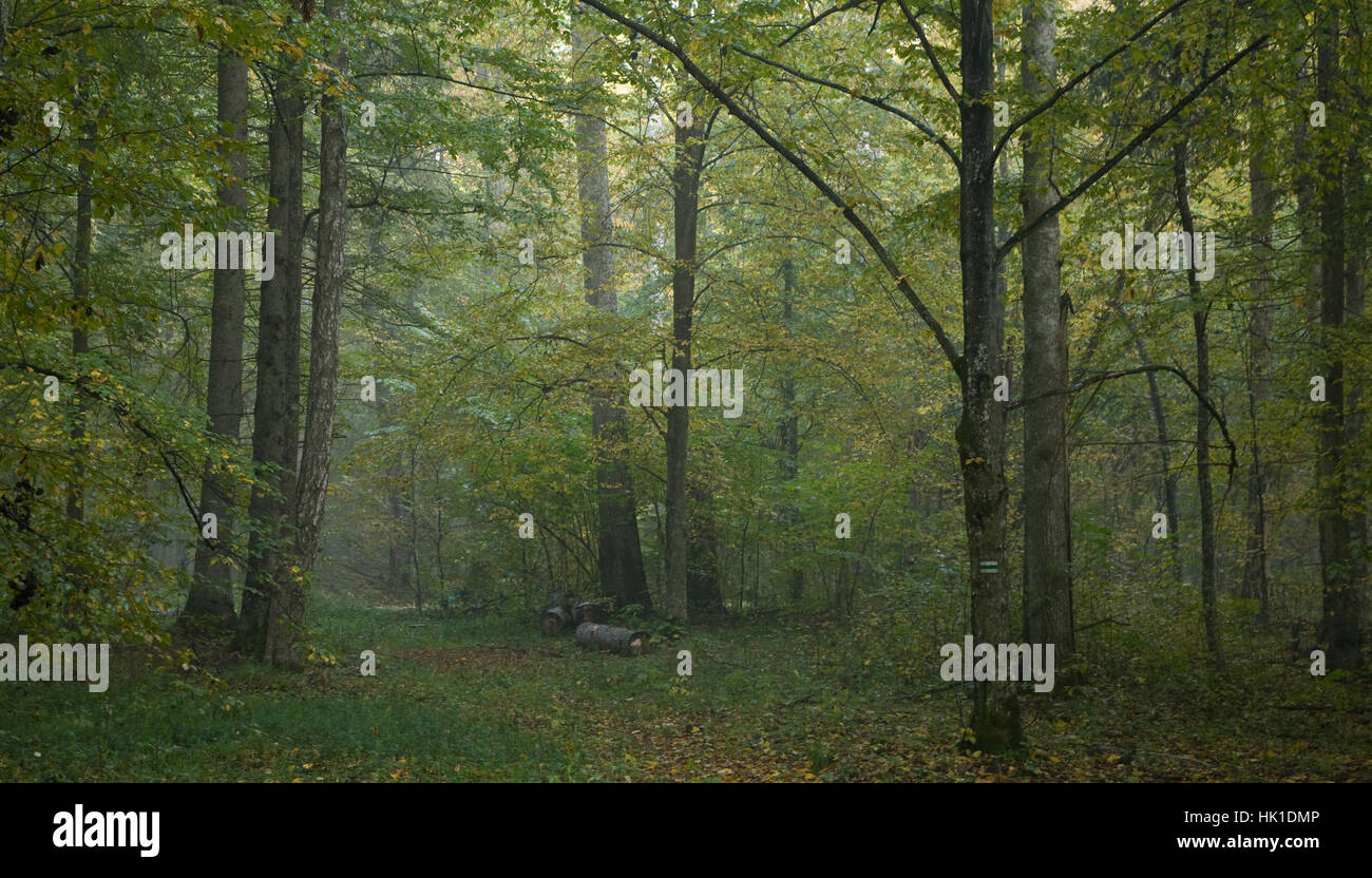 sunset, wilderness, path, way, fall, autumn, walk, go, going, walking ...