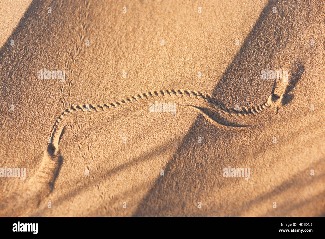 insect, pattern, track, footmark, footprint, sands, sand, texture ...