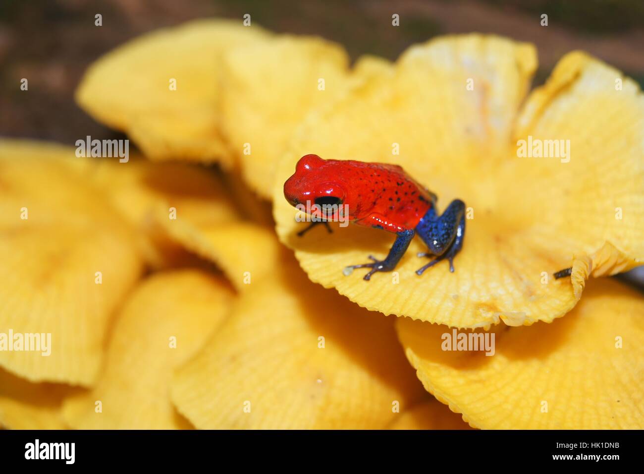 heaven, paradise, frog, mushroom, fungus, maddening, pert, coquettish ...