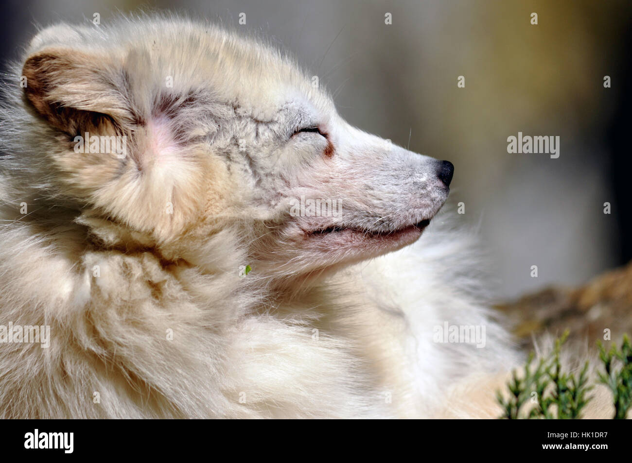 animal, animals, portrait, skin, fox, nature, animal, animals, portrait ...