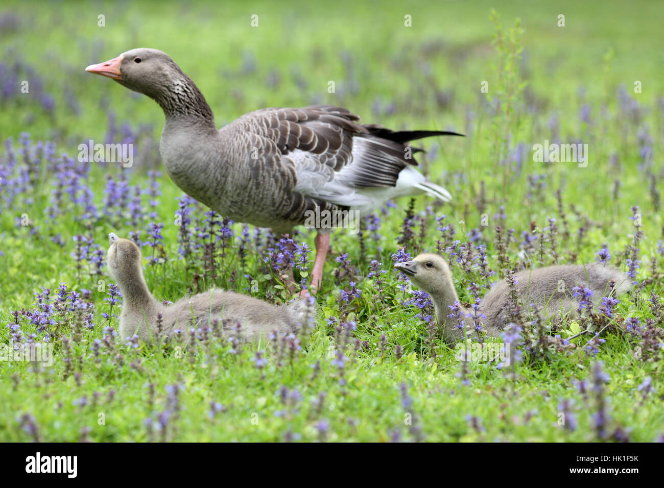 animal, bird, wildlife, farm animal, goose, gosling, nature, greylag ...
