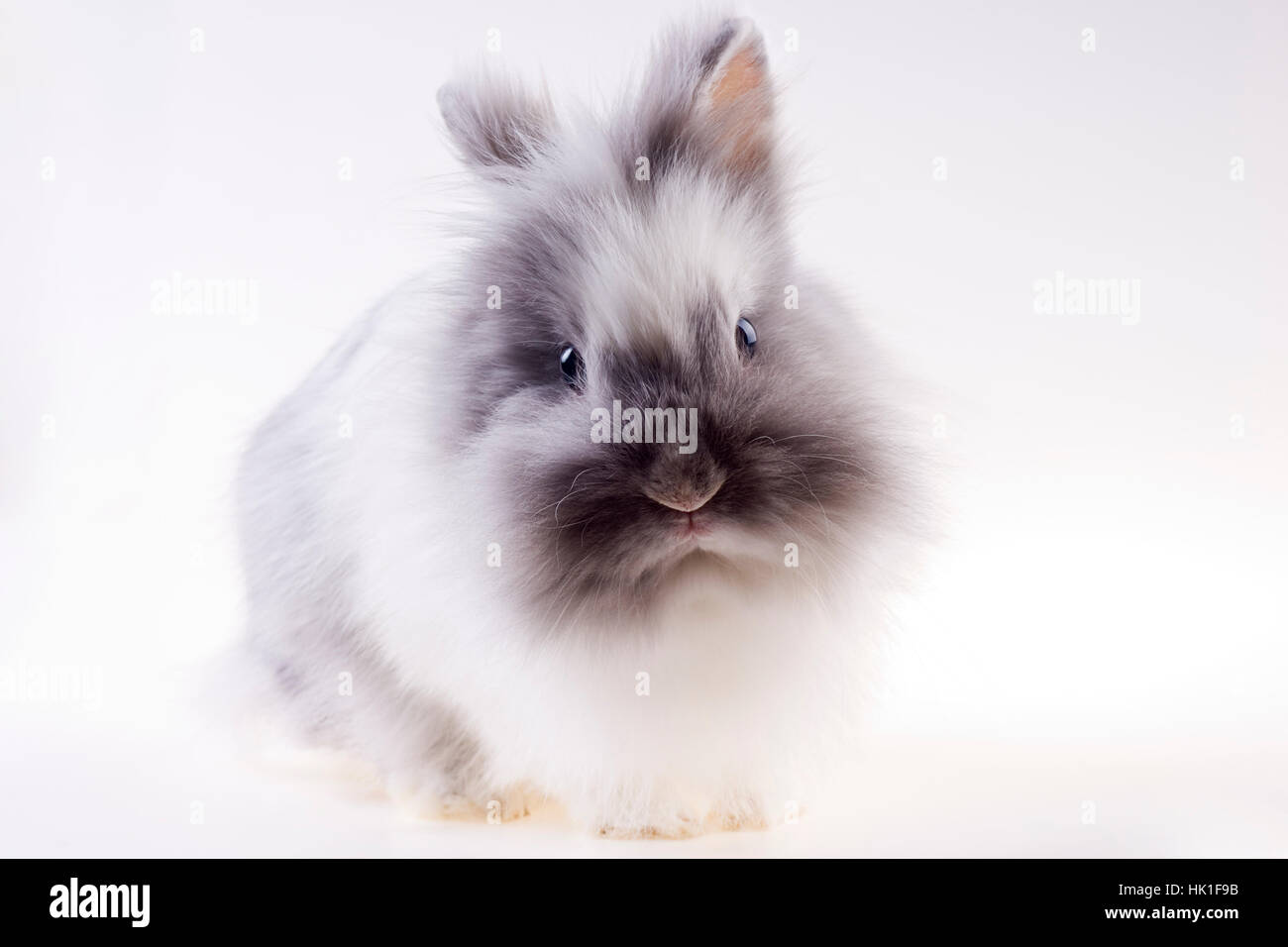 animal, pet, hairy, rabbit, bunny, bunnies, homey, domestic, angora ...
