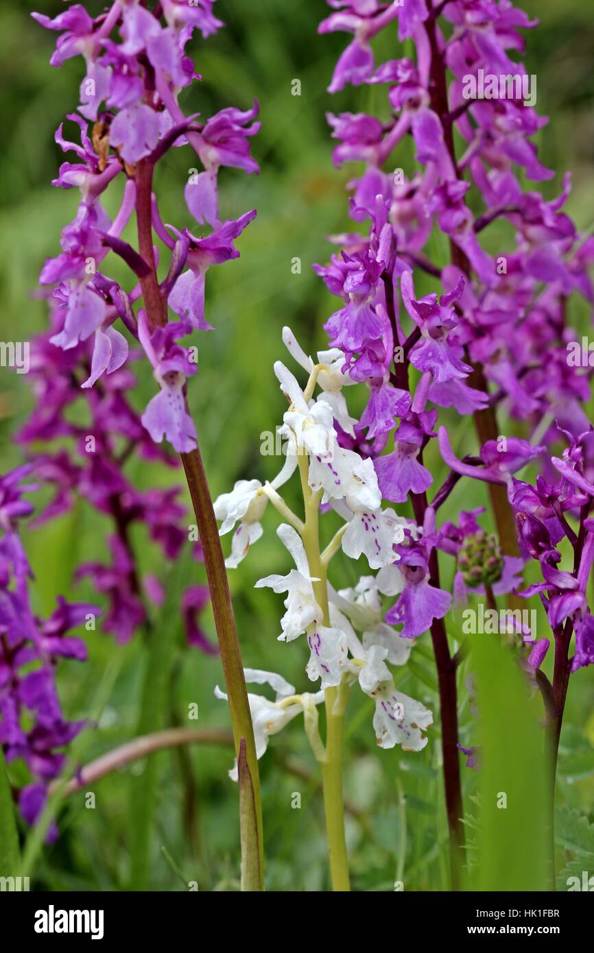 blank, european, caucasian, violet, mutation, flower, orchid, plant ...