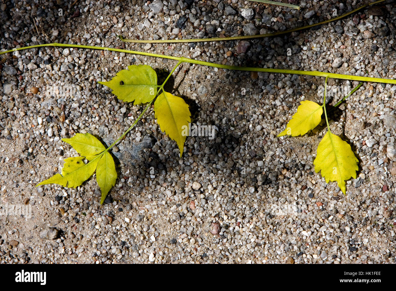blue, leaf, stone, ground, soil, earth, humus, brown, brownish ...