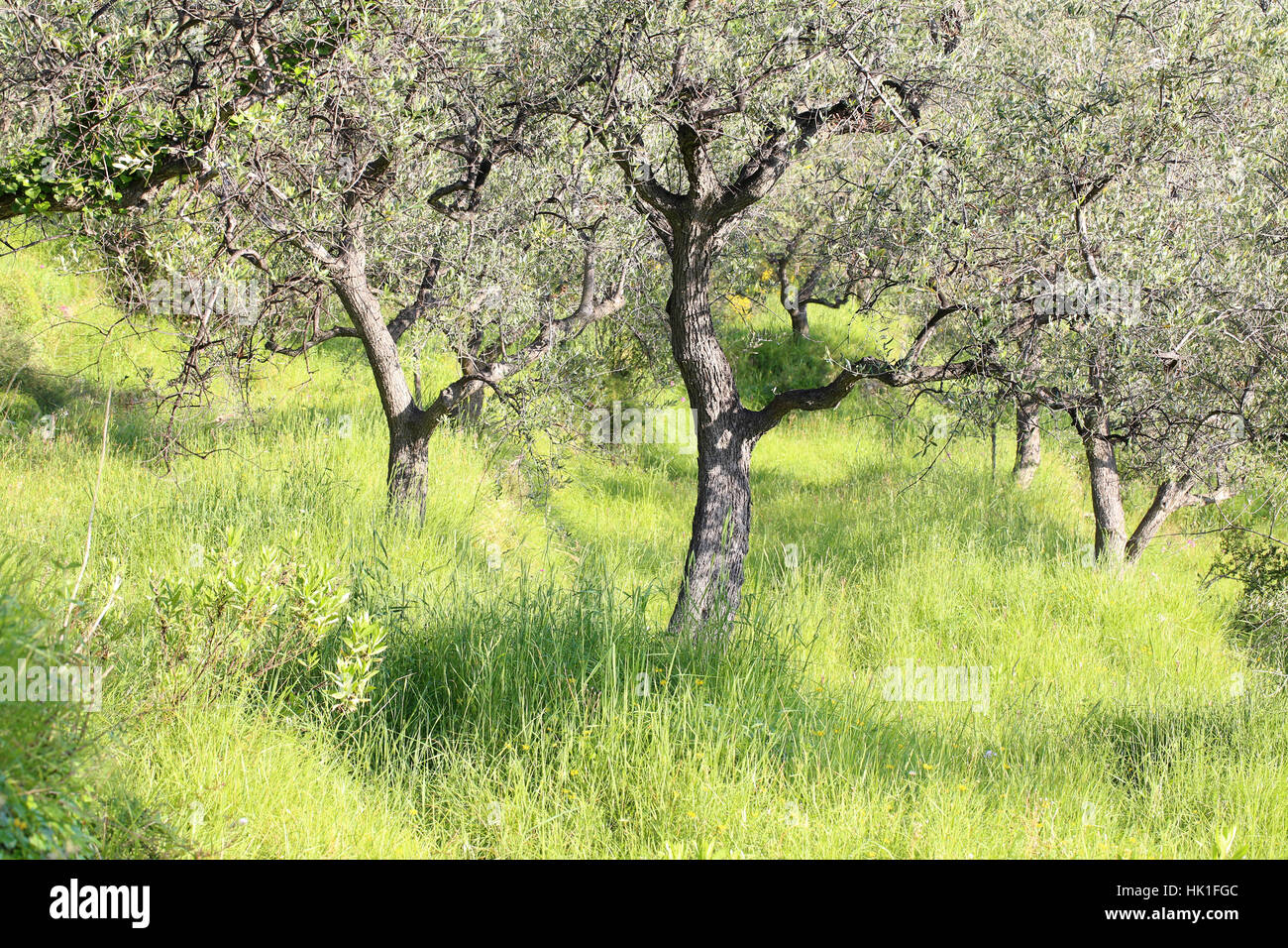 tree, trees, agriculture, farming, olive oil, olives, olive-tree ...