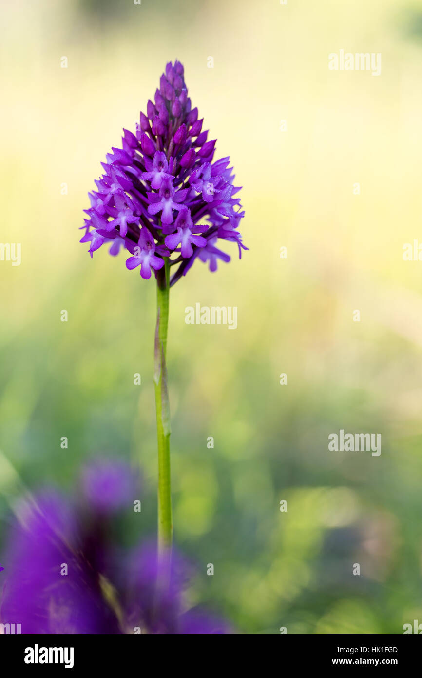 fauna, flower, orchid, plant, fauna, blossoms, purple, flora, bleed ...
