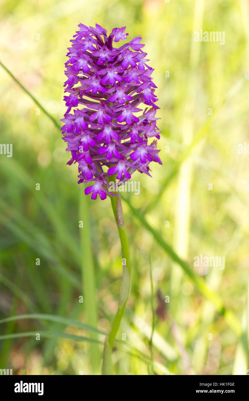 fauna, flower, orchid, plant, fauna, blossoms, purple, flora, bleed ...