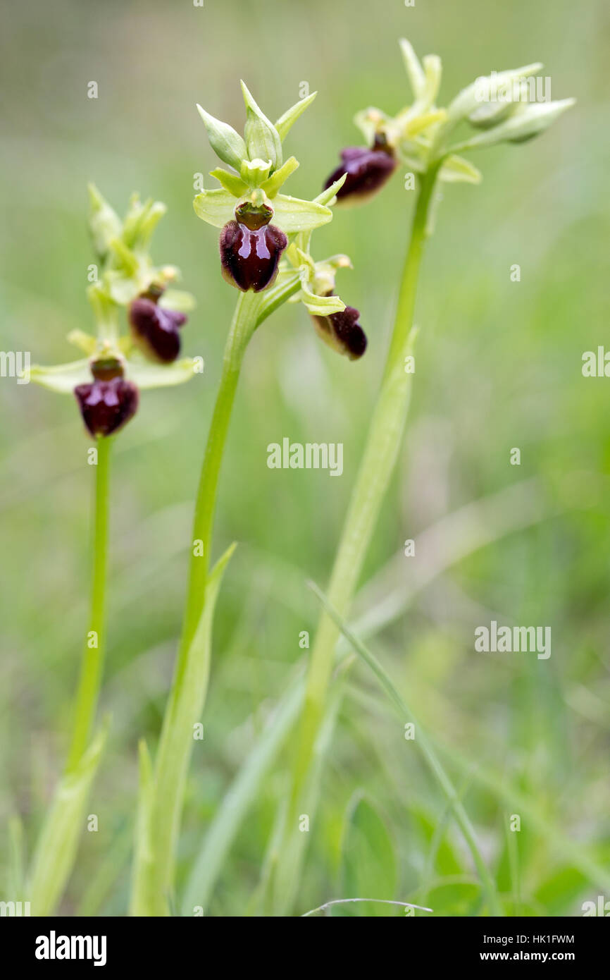 small early spider Stock Photo - Alamy