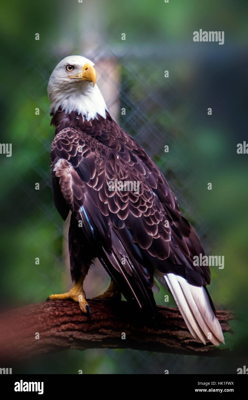 animal, bird, portrait, eye, organ, raptor, birds of prey, beak ...