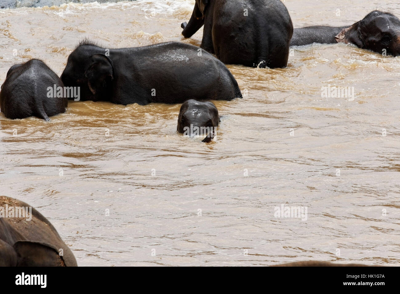 Elephant destruction hi-res stock photography and images - Alamy