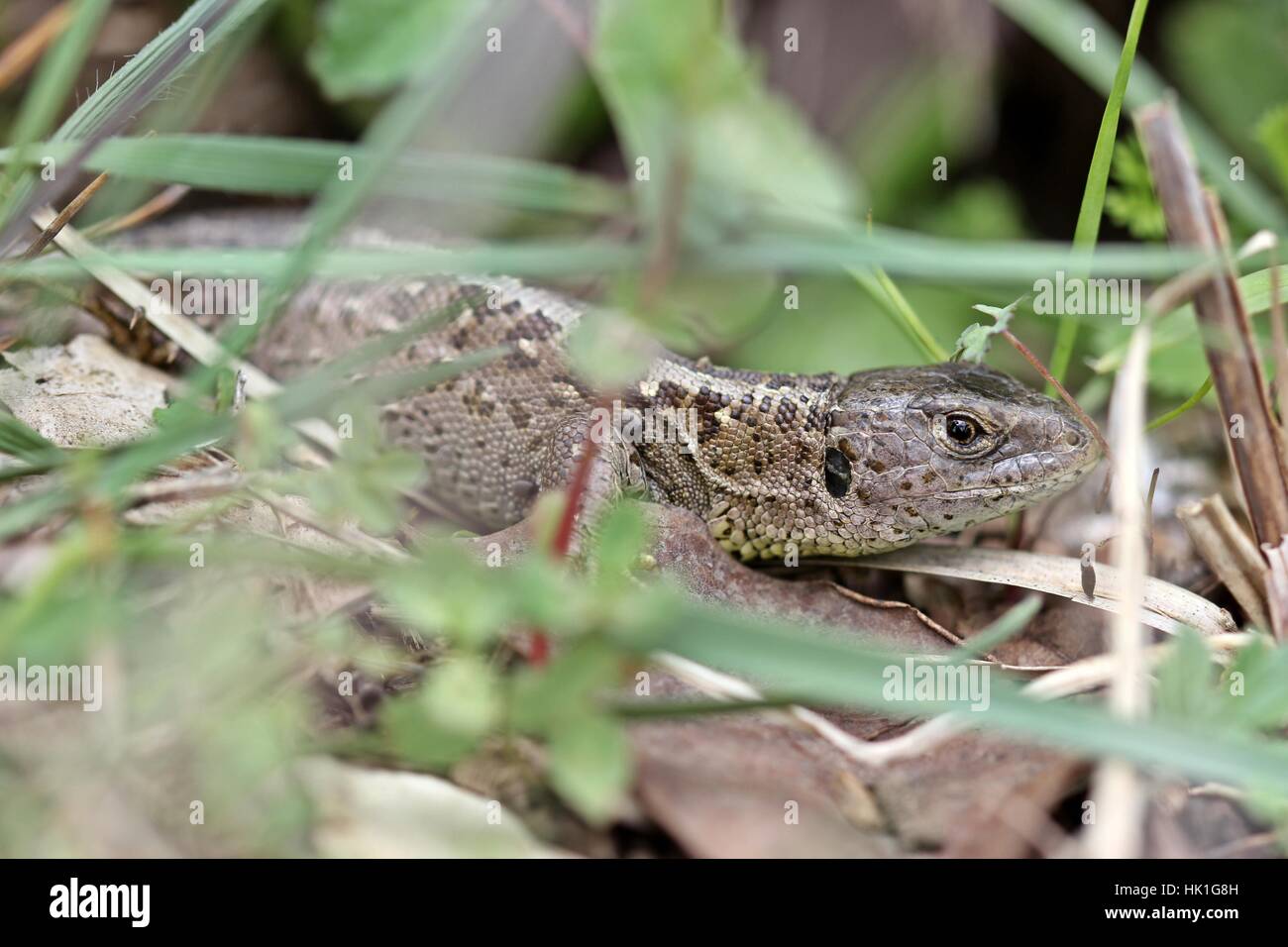 female, lizard, tick, ticks, protected, sheltered, female, plant ...