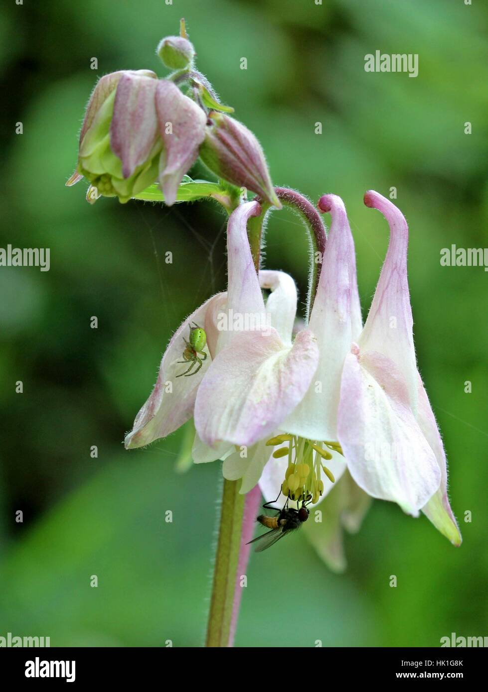 danger, flower, plant, green, spider, fly, prey, booty, danger, flower ...