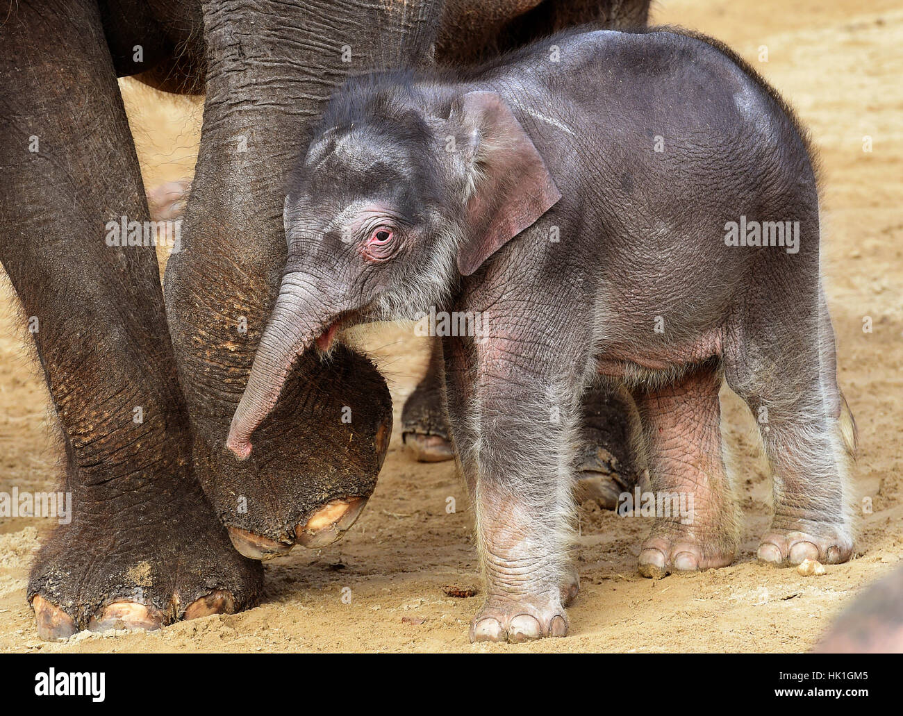 Hanover, Germany. 25th Jan, 2017. The young female elephant with the ...