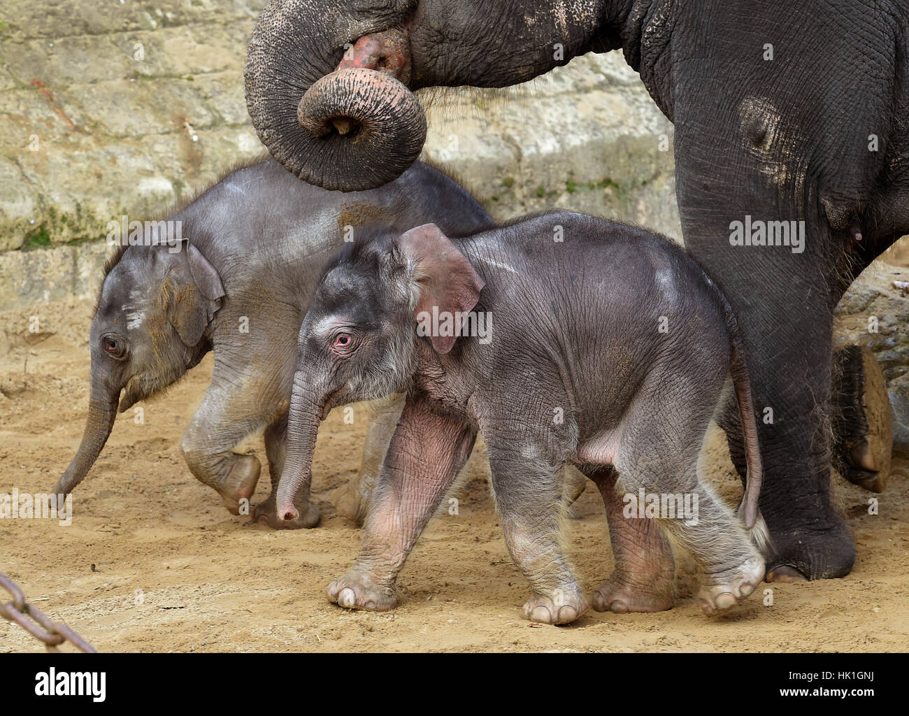 Hanover, Germany. 25th Jan, 2017. Elephant mother Manrai and her ...
