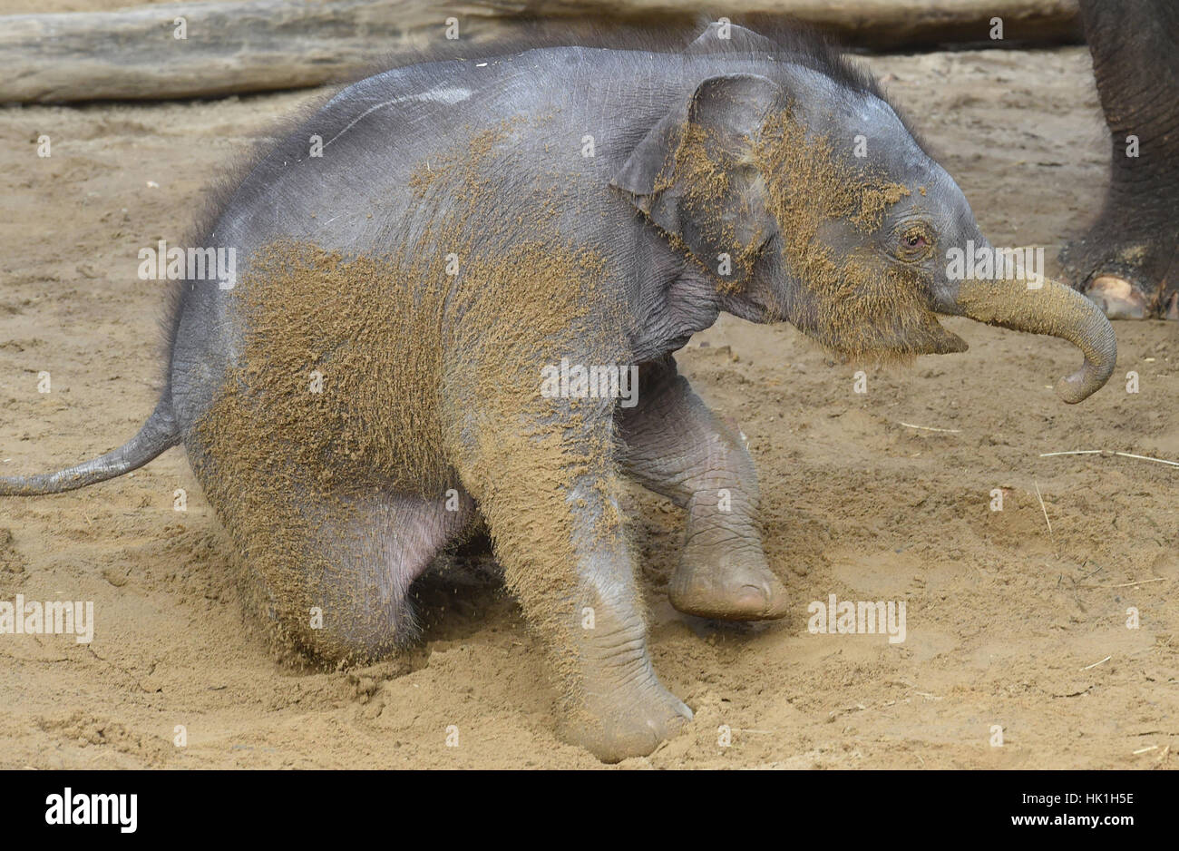 Hanover, Germany. 25th Jan, 2017. The around four-week-old female ...