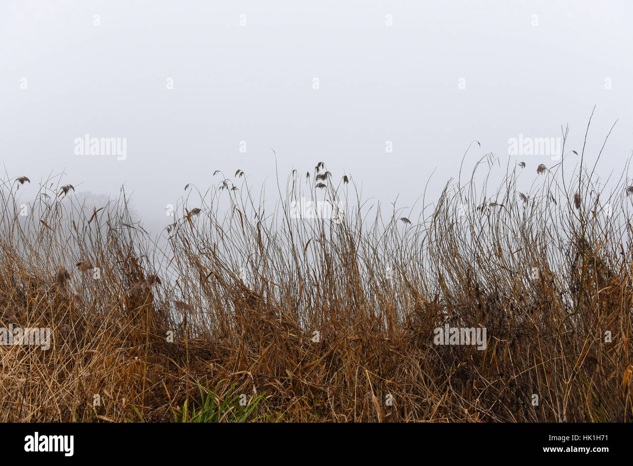 London, UK. 25 January 2017. Thick freezing fog lingers during the ...