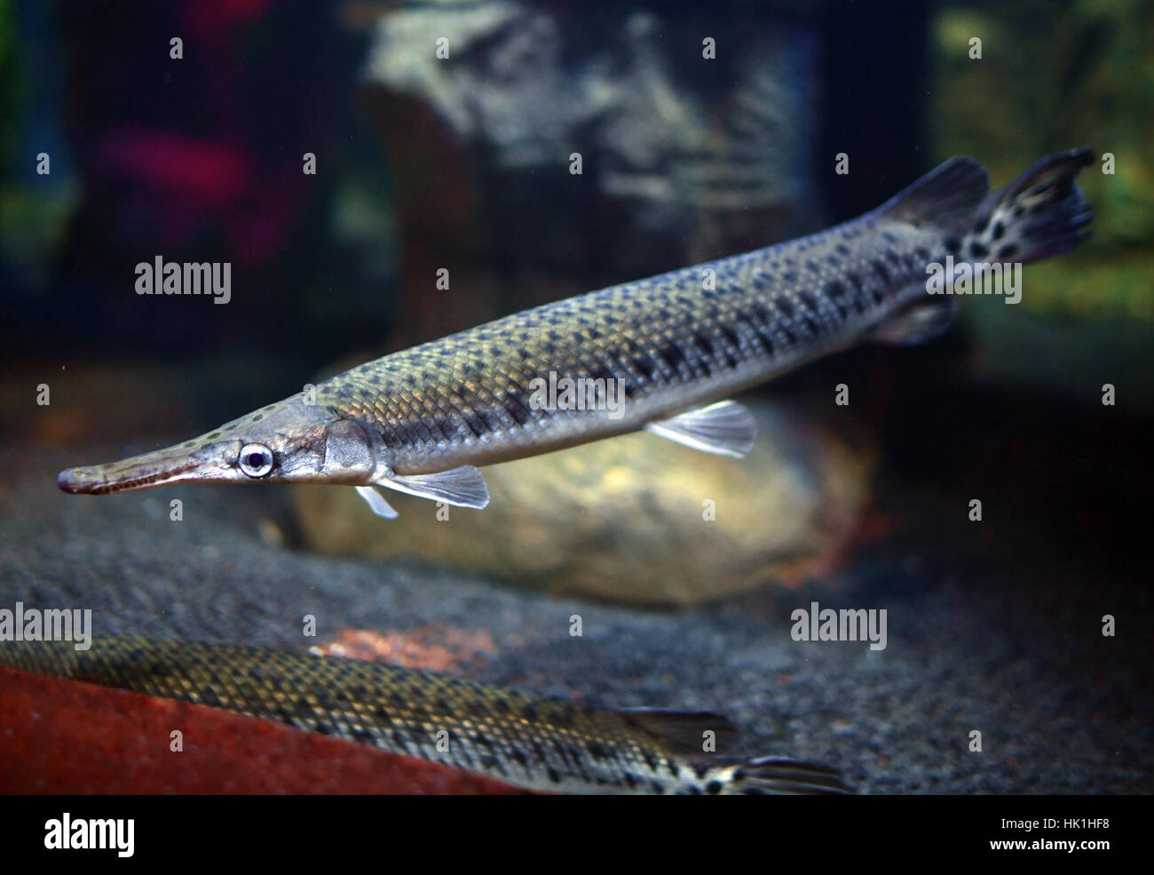 Berlin, Germany. 25th Jan, 2017. Gar swim in an aquarium in the ...
