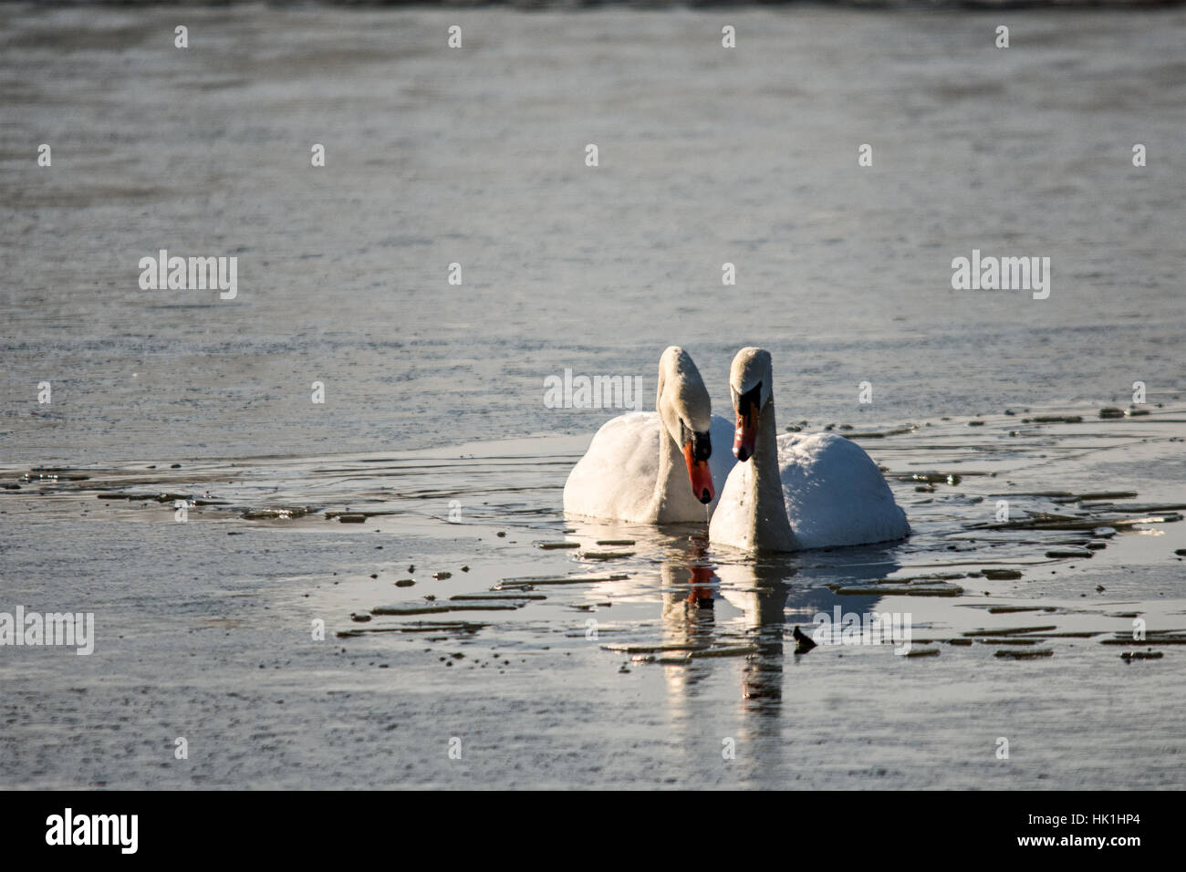 Coman tern hi-res stock photography and images - Alamy