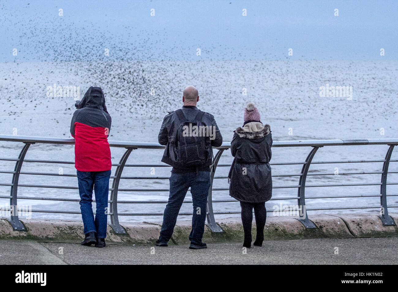 flock fly animal starling flight swarm bird dusk murmuration blackpool ...
