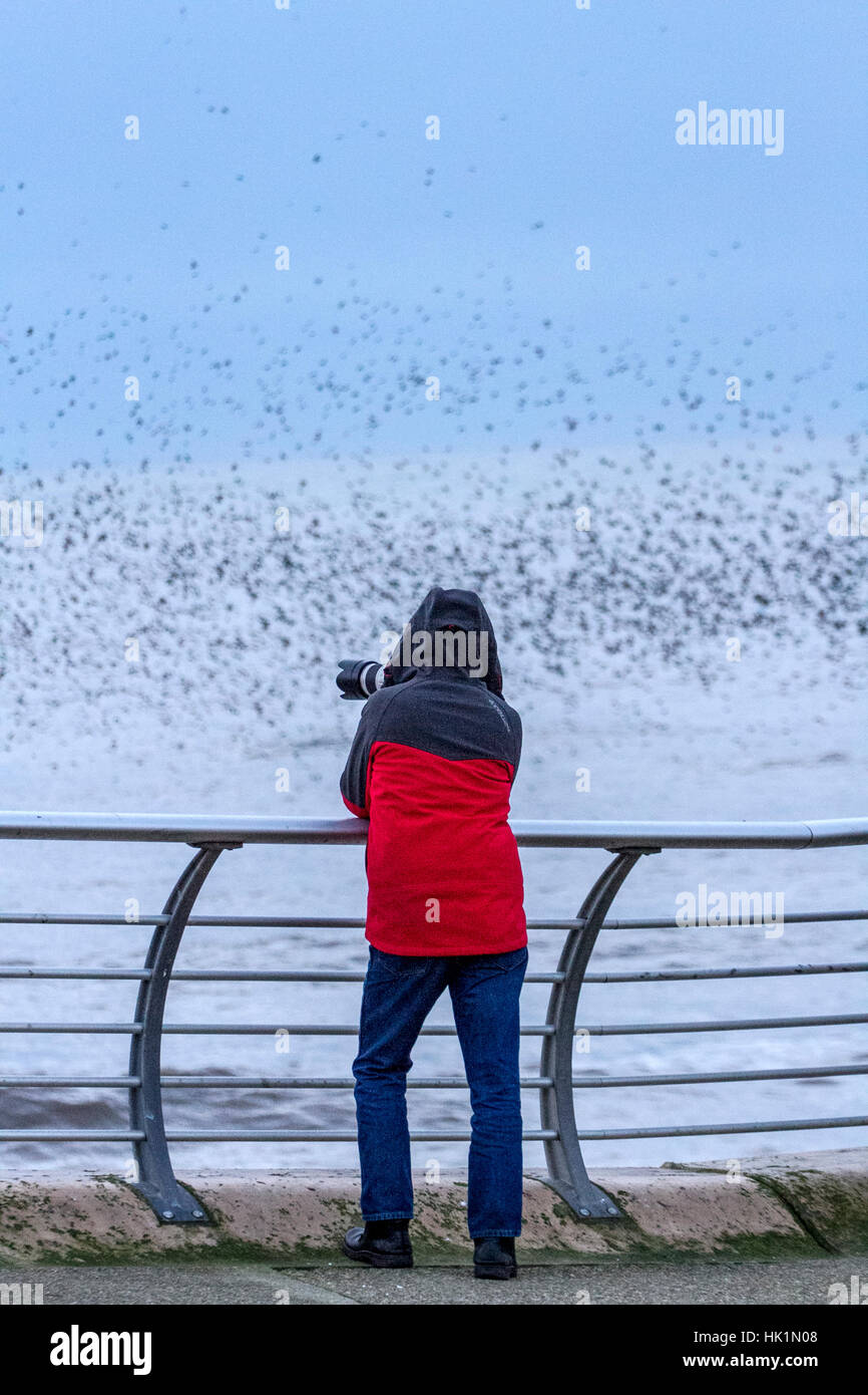 flock fly animal starling flight swarm bird dusk murmuration blackpool ...