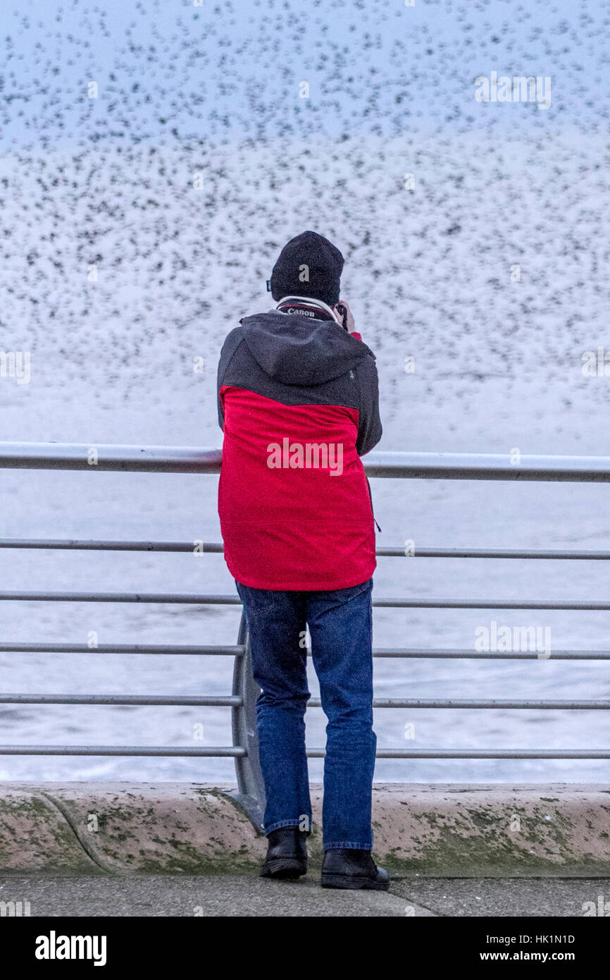 flock fly animal starling flight swarm bird dusk murmuration blackpool ...