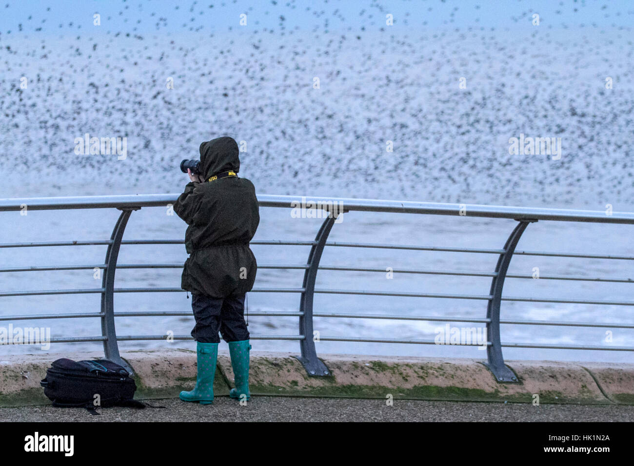 flock fly animal starling flight swarm bird dusk murmuration blackpool ...