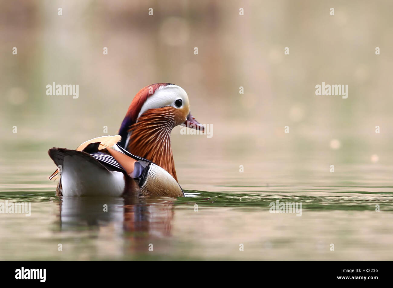 environment, enviroment, animal, bird, animals, birds, nature, shine ...