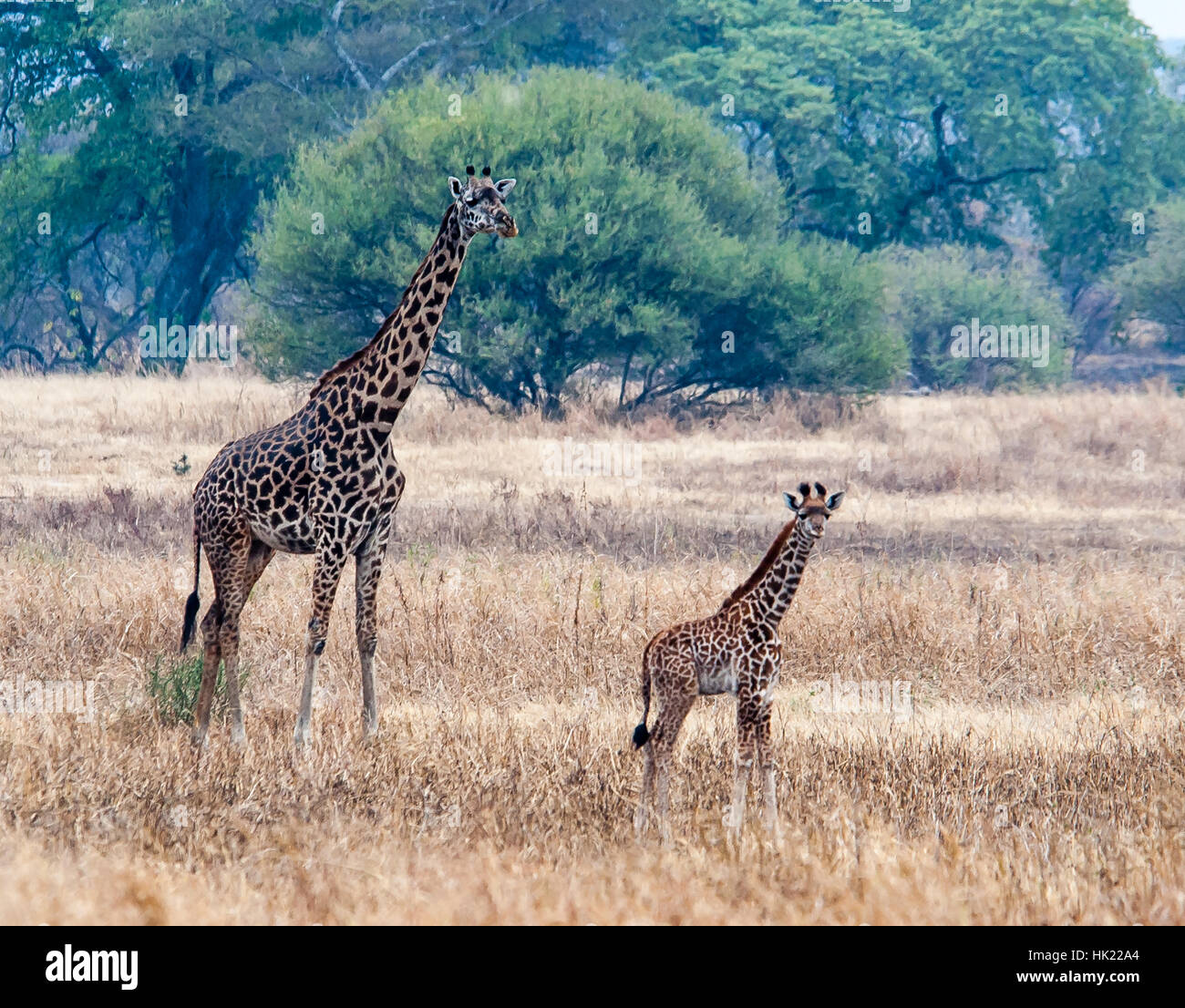 Mother and baby giraffe Stock Photo - Alamy